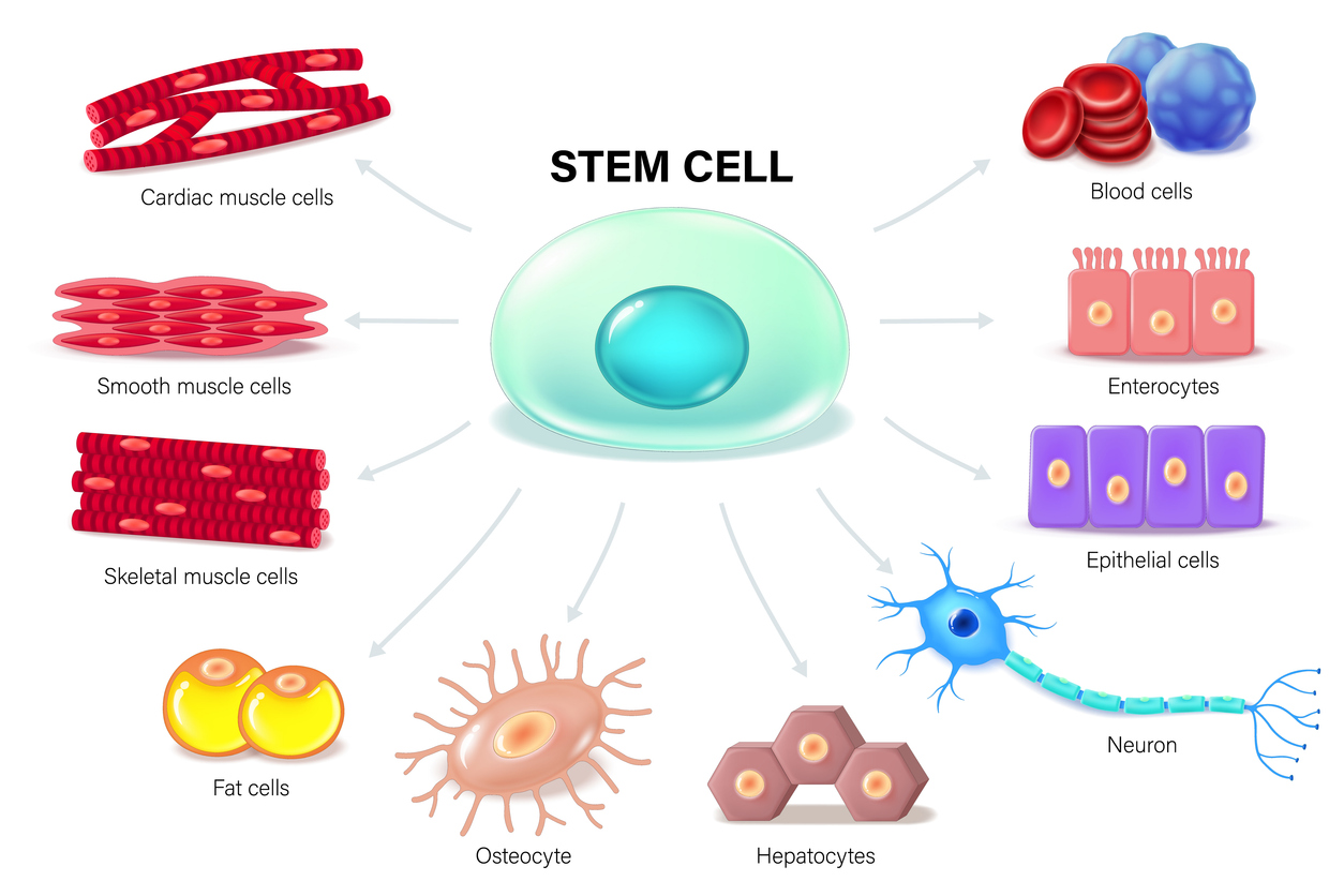 Să recoltăm sau nu celulele stem? Ce ar trebui să știe viitorii părinți - Naste natural